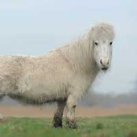 Sheep-loving Pony adopts a Lamb! – Jack Lint