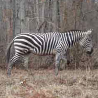 Zebra Sightings in Ohio – Jack Lint